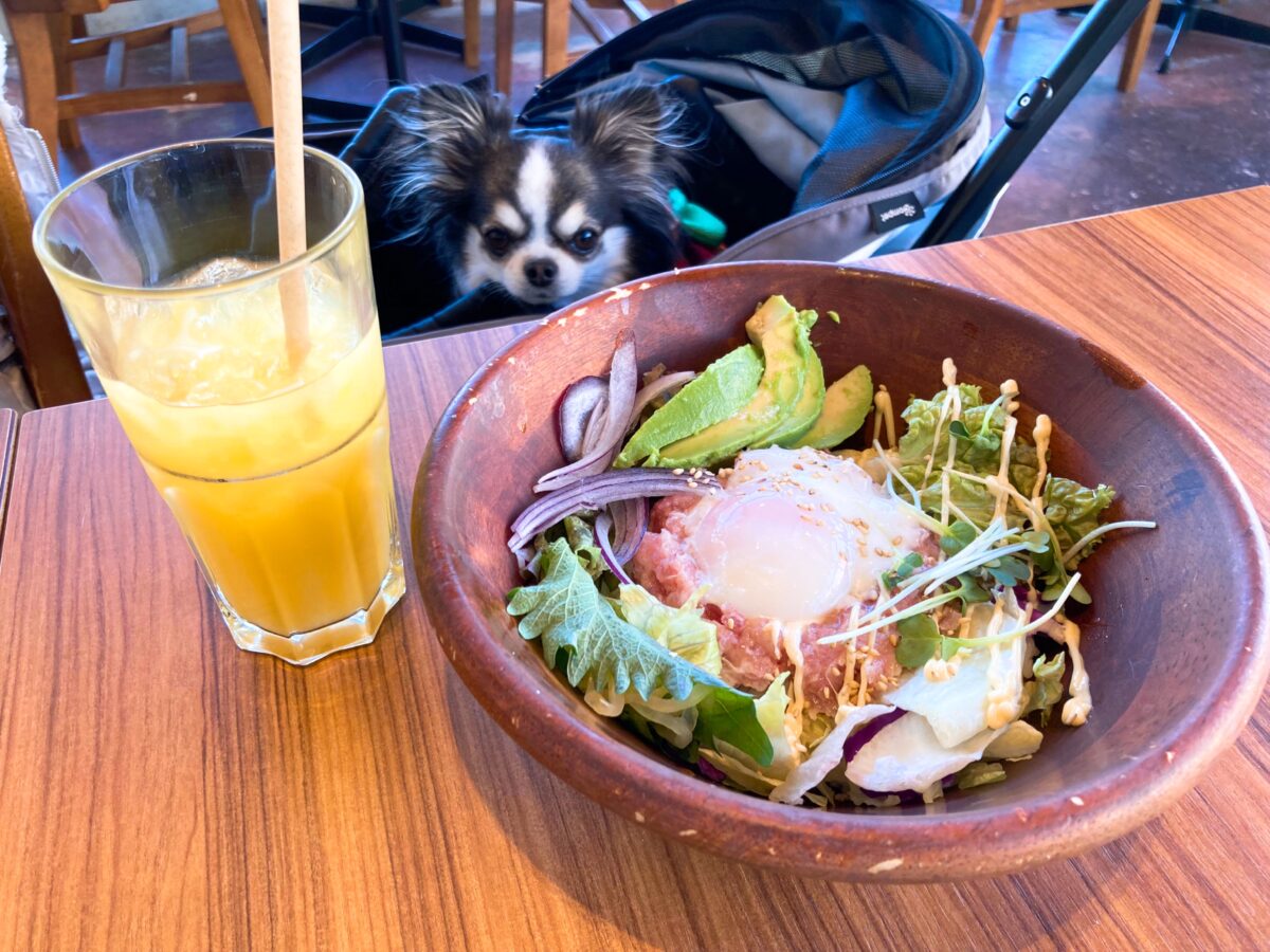 【店内犬OK】南町田「WIRED KITCHEN」に行ってきました